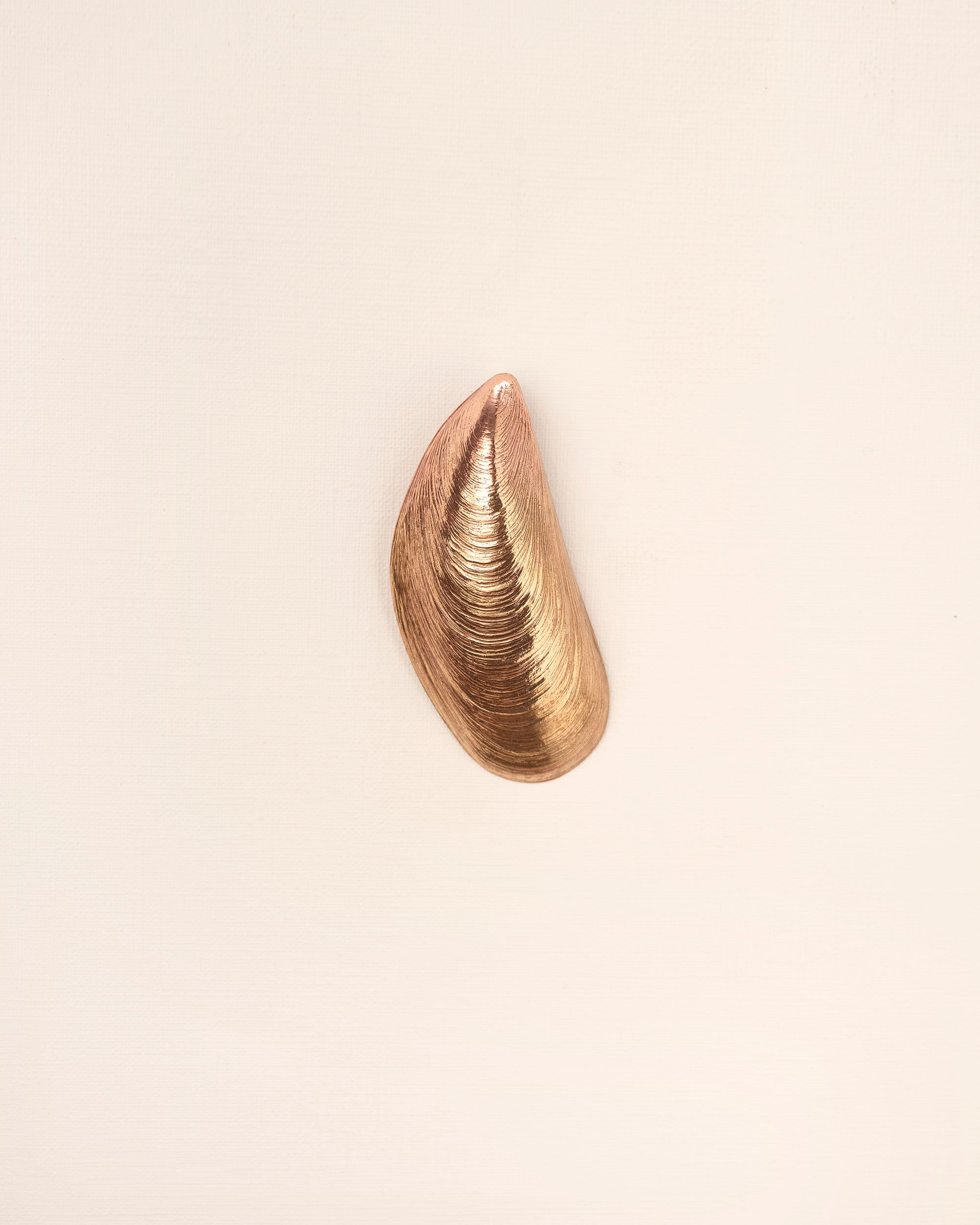 Single mussel stud earring